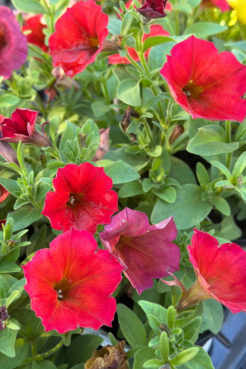 Petchoa Supercal Red Maple – Chalet