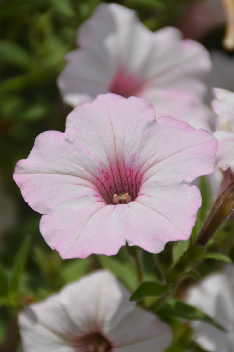 Petunia, Supertunia Silver Berry – Chalet
