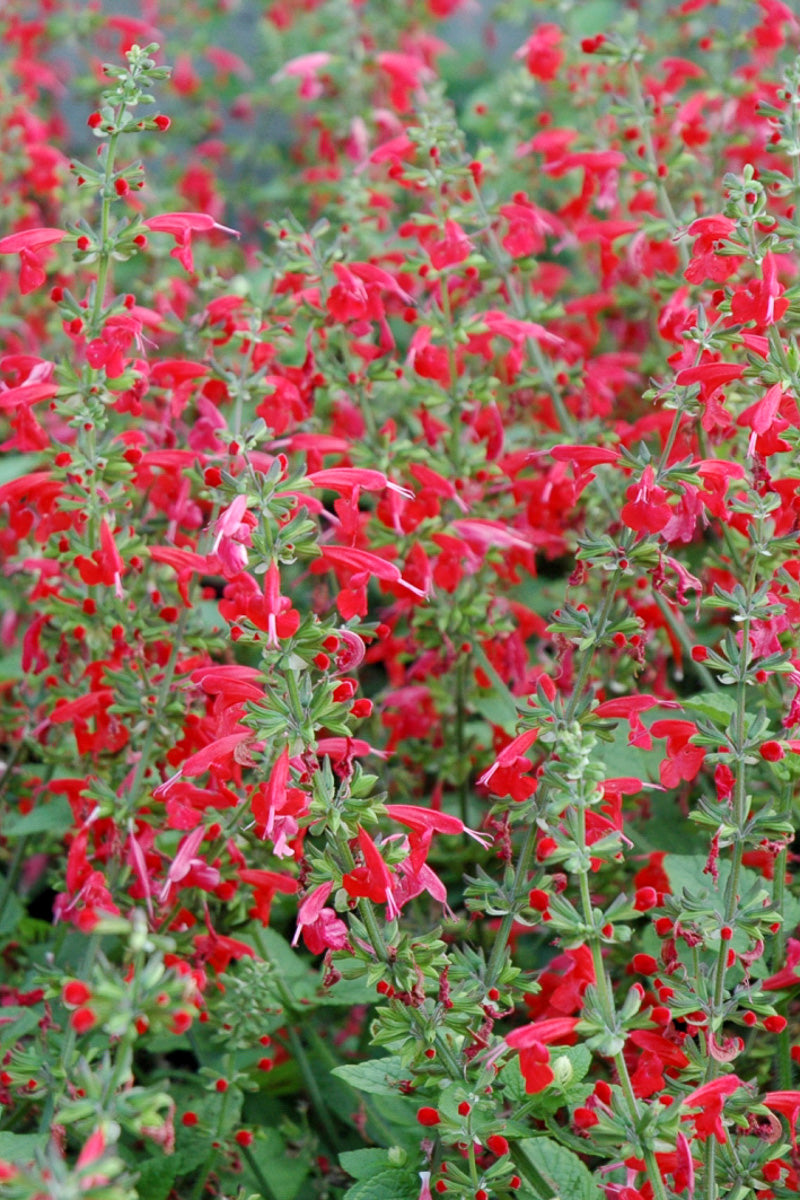 Salvia, Summer Jewel Red – Chalet