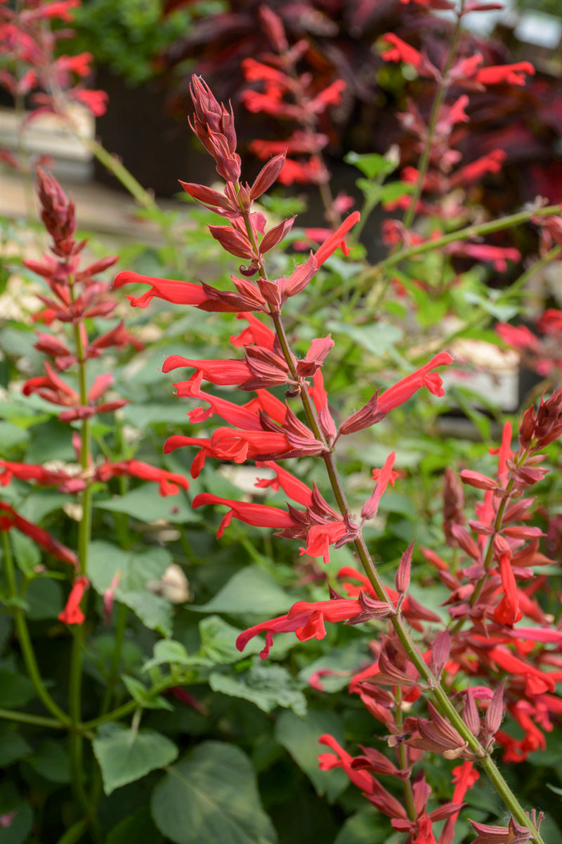 Salvia, Roman Red – Chalet