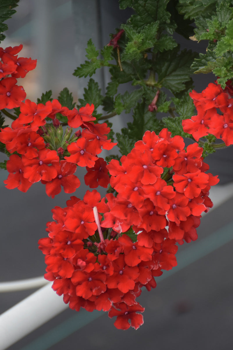 Verbena, Superbena Red – Chalet