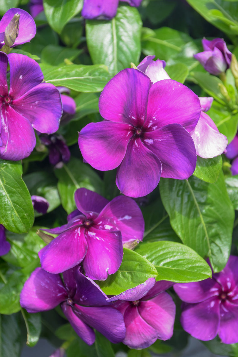 Vinca, Tattoo Blueberry – Chalet