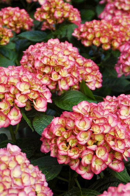 Big Leaf Hydrangea, Firefly – Chalet