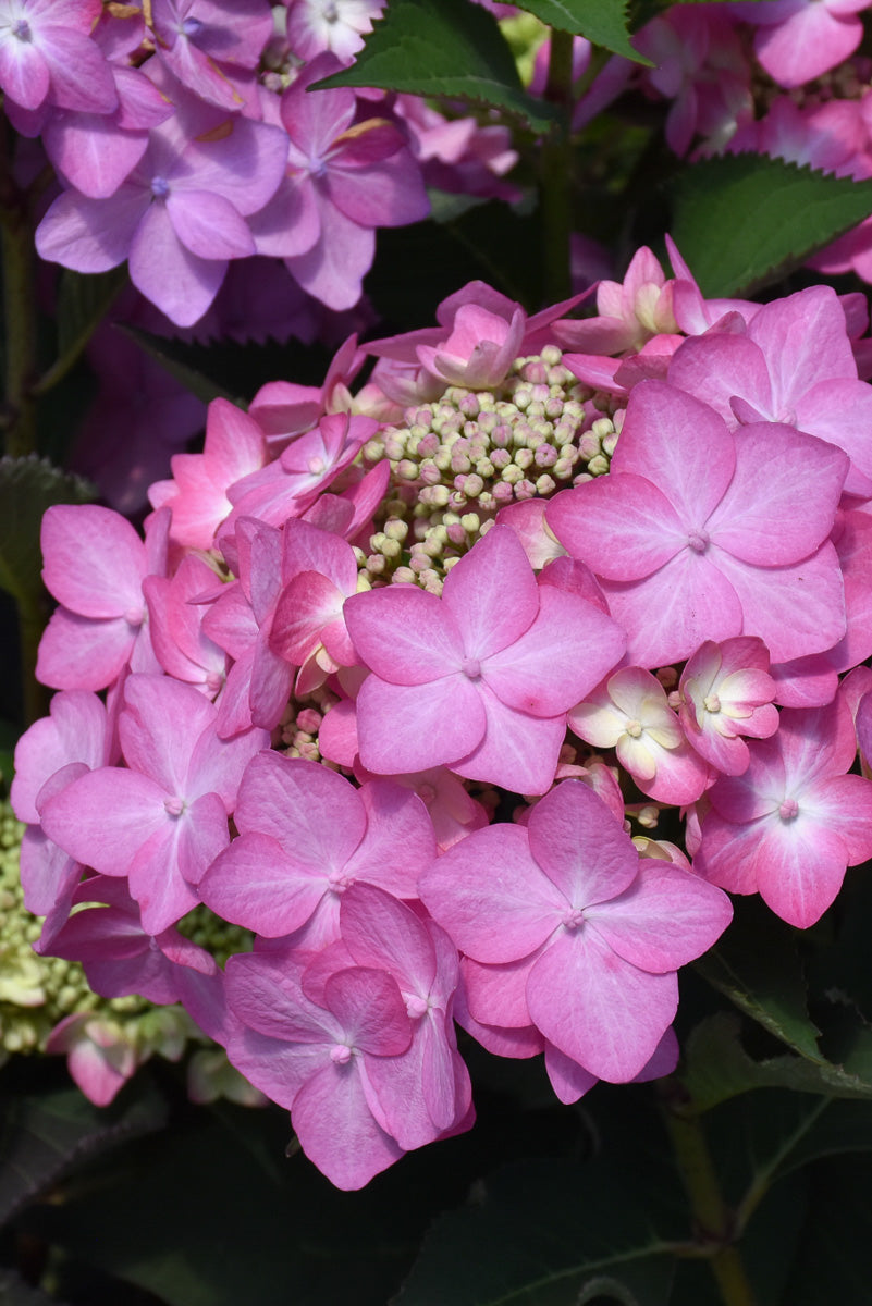 Hydrangea, Macrophylla Let's Dance Can Do – Chalet