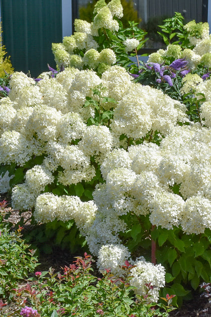 Hydrangea, Puffer Fish – Chalet