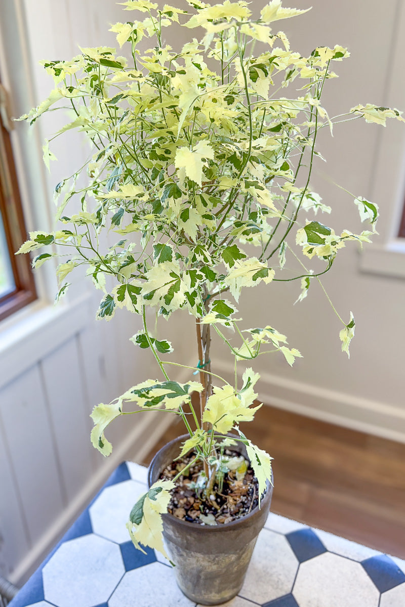 Flowering Maple 8" Topiary – Chalet