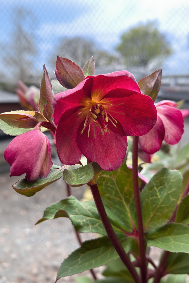 Lenten Rose, Elemental – Chalet