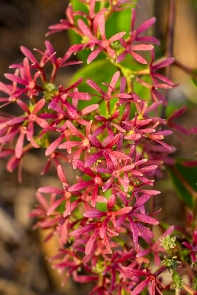 Seven-Son Flower, Tianshan – Chalet