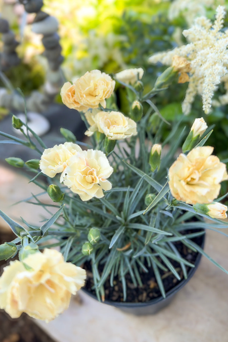 Dianthus, Hello Yellow – Chalet