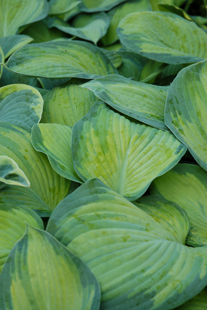 Hosta, George Smith – Chalet