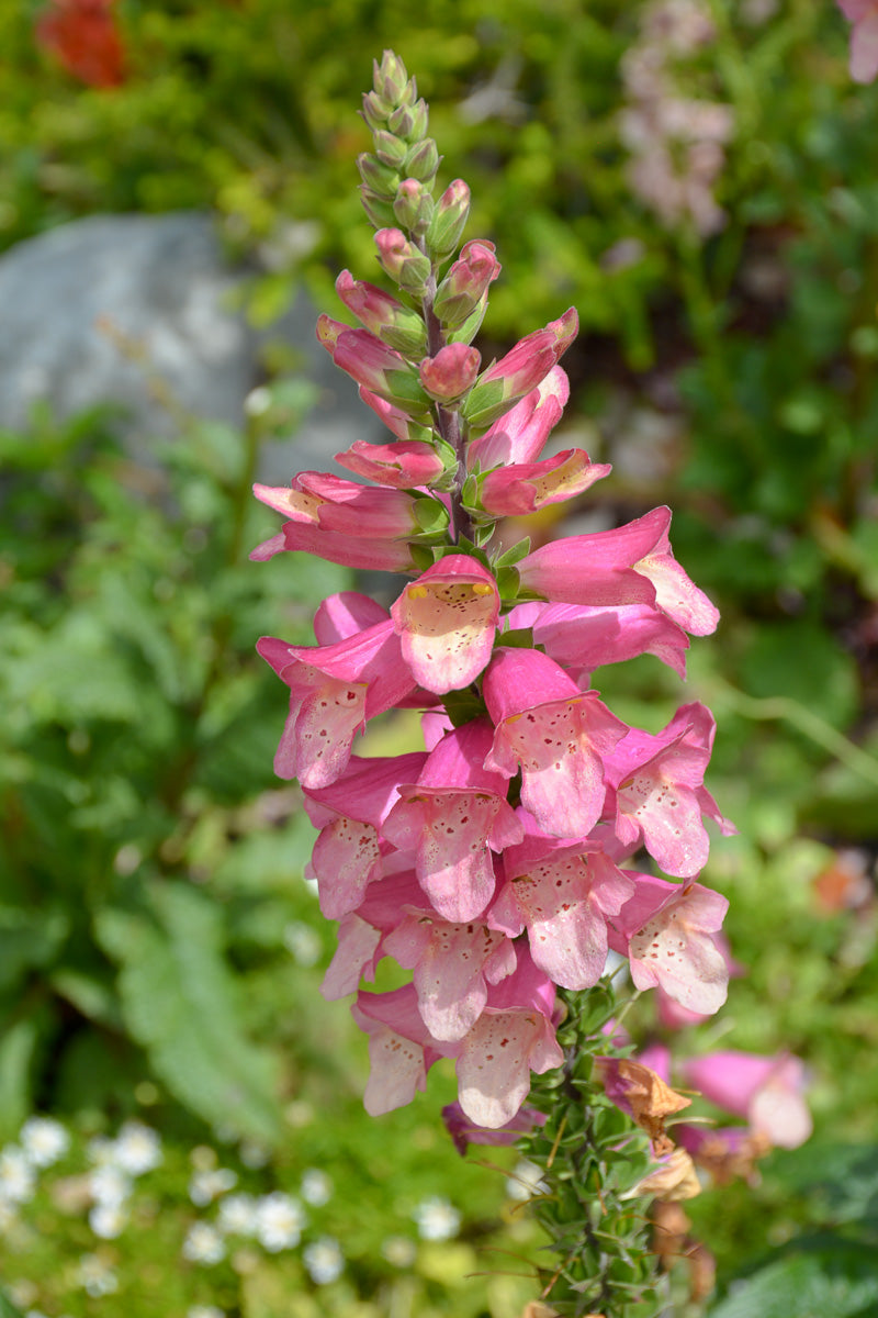 Digiplexis, Berry Canary – Chalet