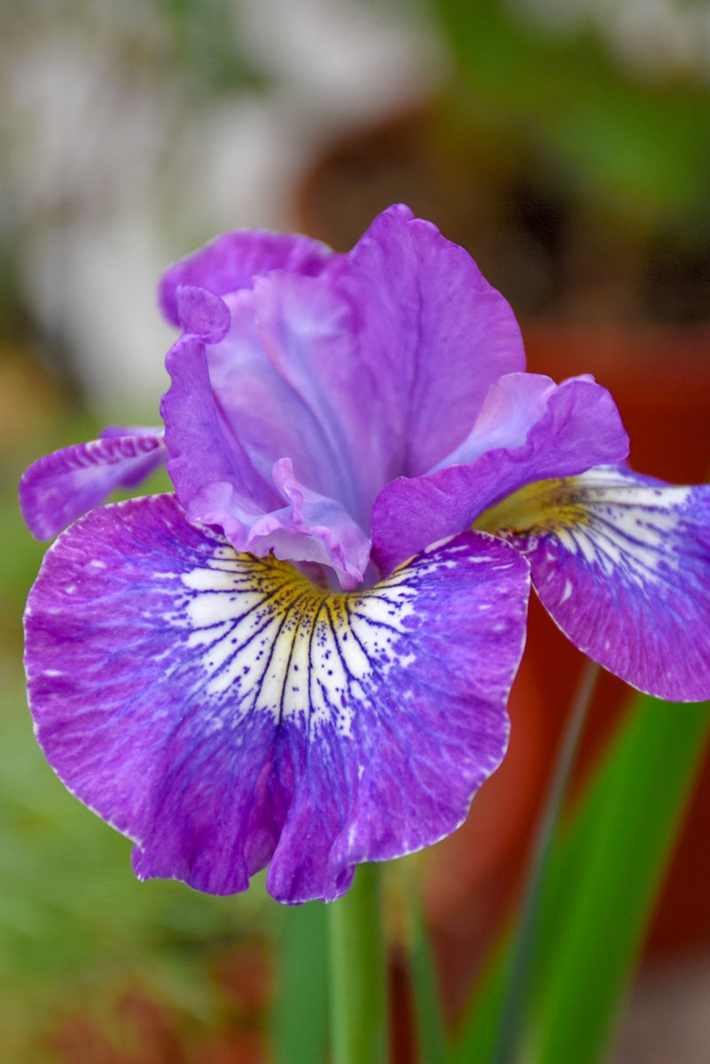 Siberian Iris, How Audacious – Chalet