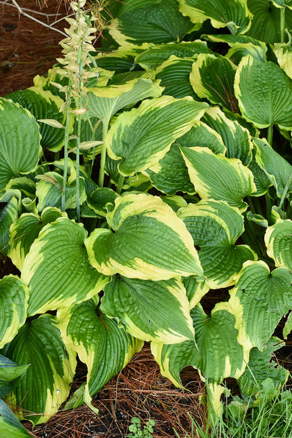 Hosta, Spartacus – Chalet