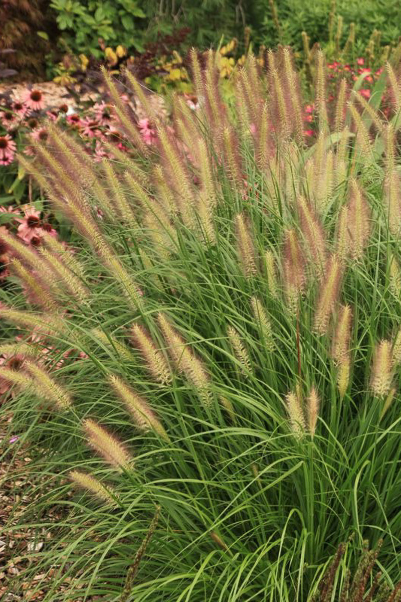 Grass, Fountain Grass Hush Puppy – Chalet