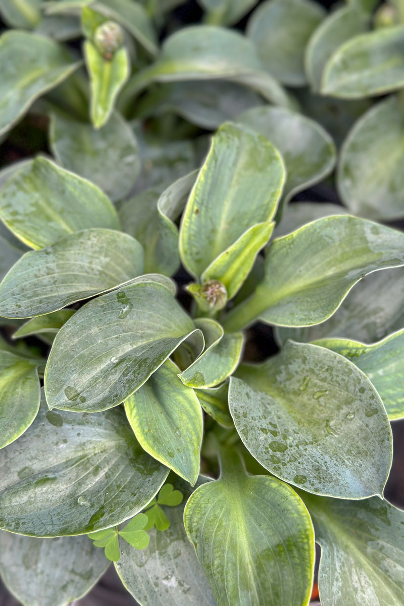 Hosta, Silver Bullet – Chalet