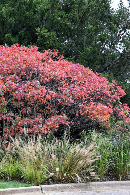 Sumac, Prairie Flame – Chalet