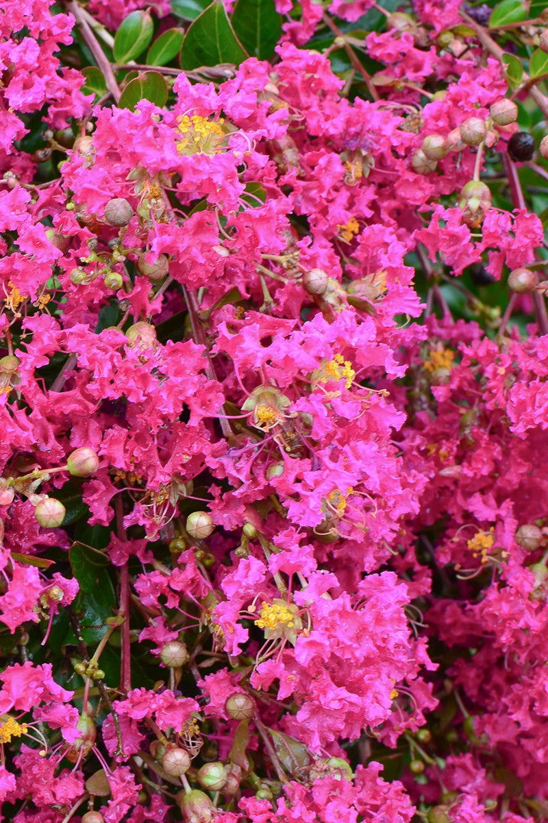 Crape Myrtle, Mimie Fuchsia – Chalet