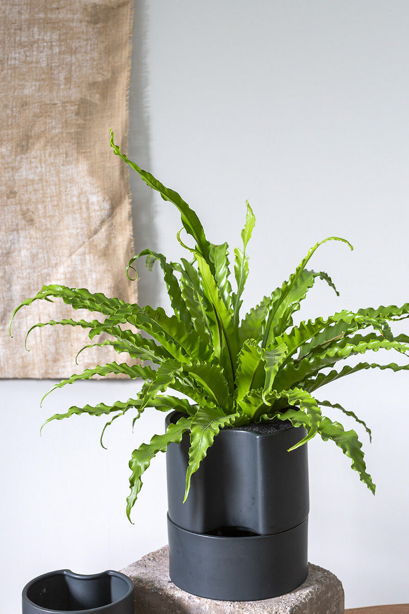 Pot, Jett 8"X 9" Black – Chalet