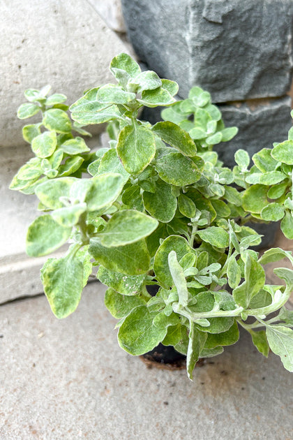 Helichrysum Variegated – Chalet