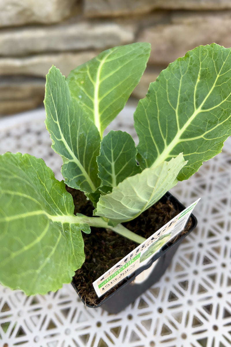 Vegetable,Cabbage Sweet Thang – Chalet