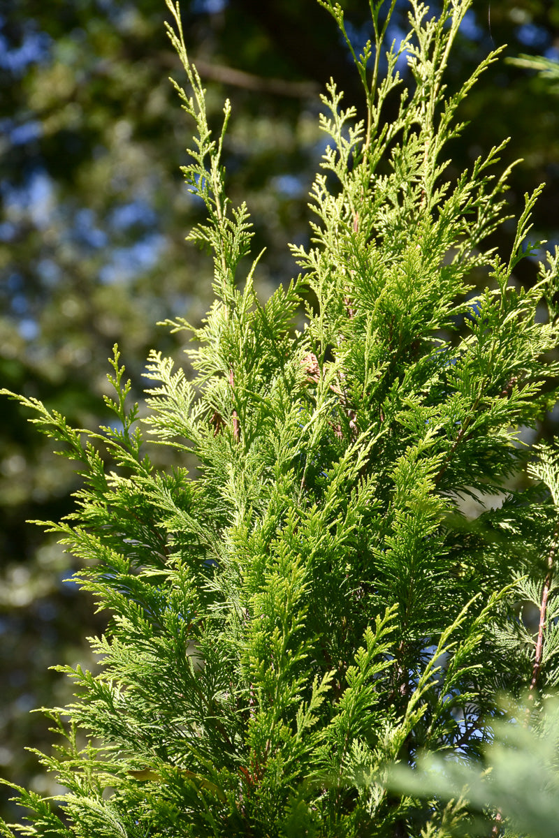 Falsecypress, Pinpoint Gold – Chalet