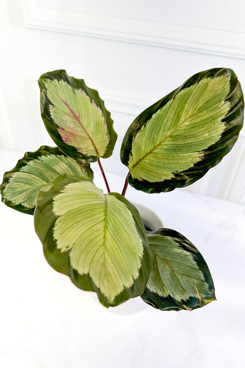 Indoor Plants – Chalet