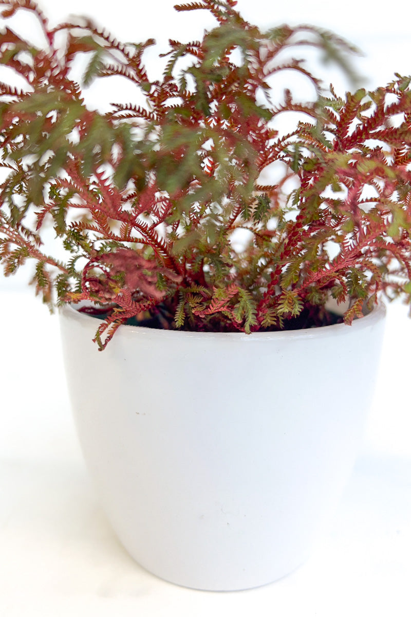 Moss, 'Ruby Red' 4" – Chalet