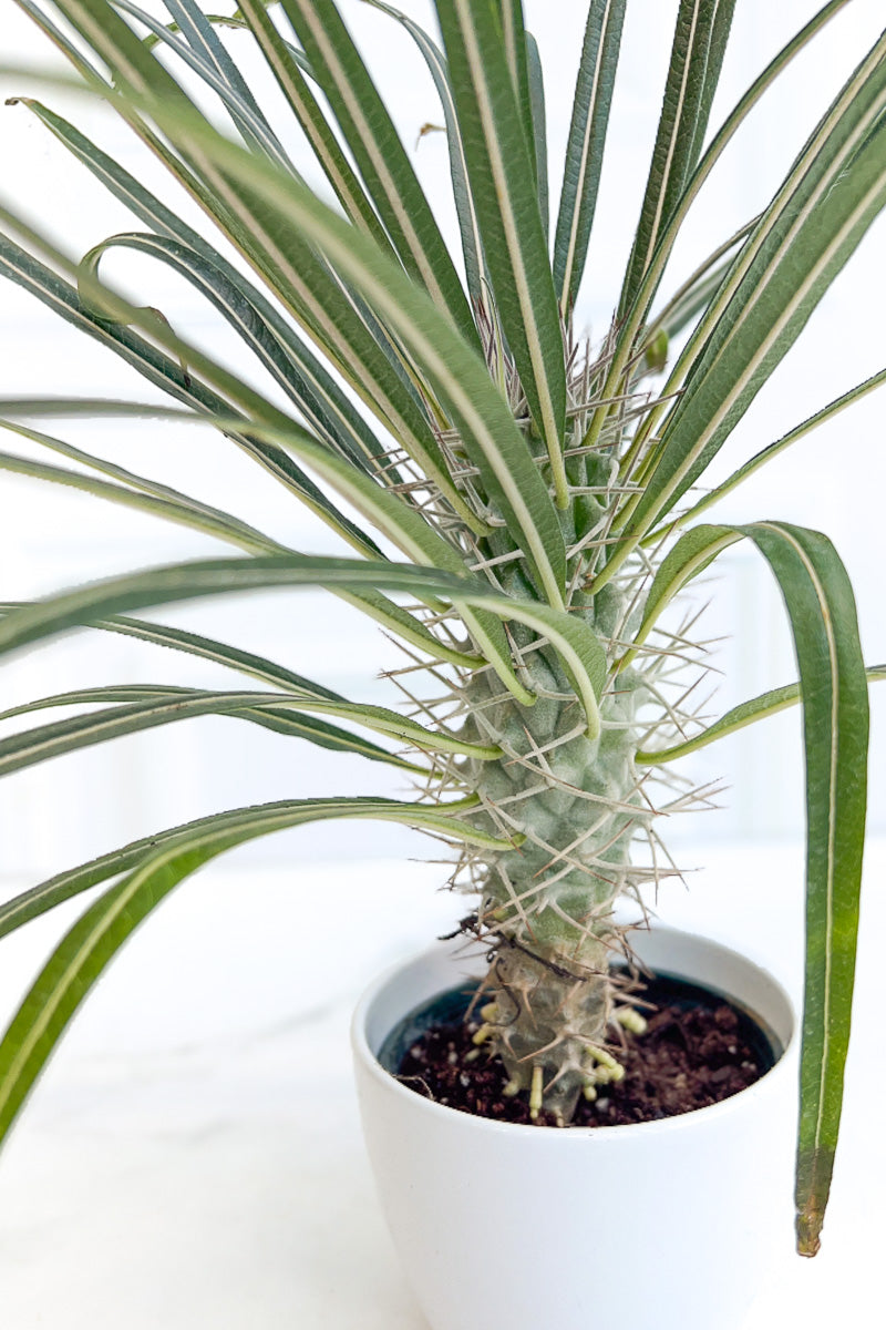Indoor Plants – Chalet