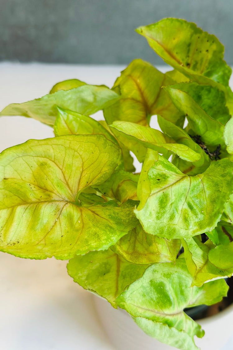 Indoor Plants – Chalet