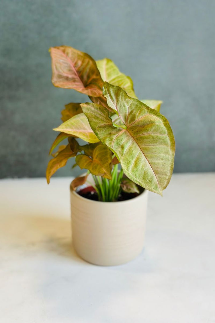 Indoor Plants – Chalet