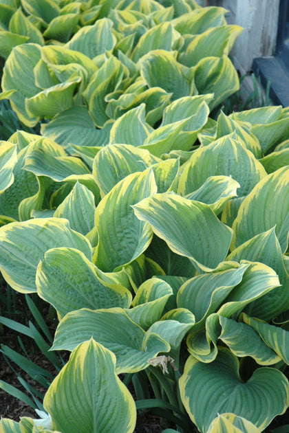 Chalet | Hostas | Locally Grown – Tagged "plants-genus-hosta"