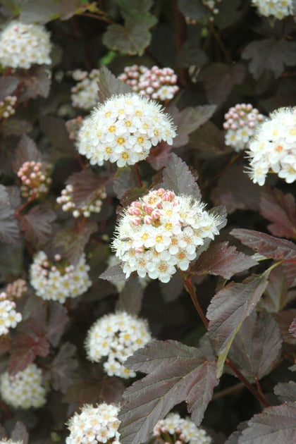 Farm Shrubs – Tagged "plants-genus-physocarpus"– Chalet