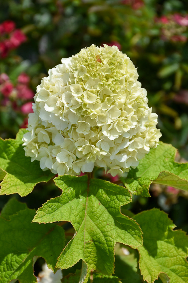 Oak Leaf Hydrangea, Gatsby Moon – Chalet