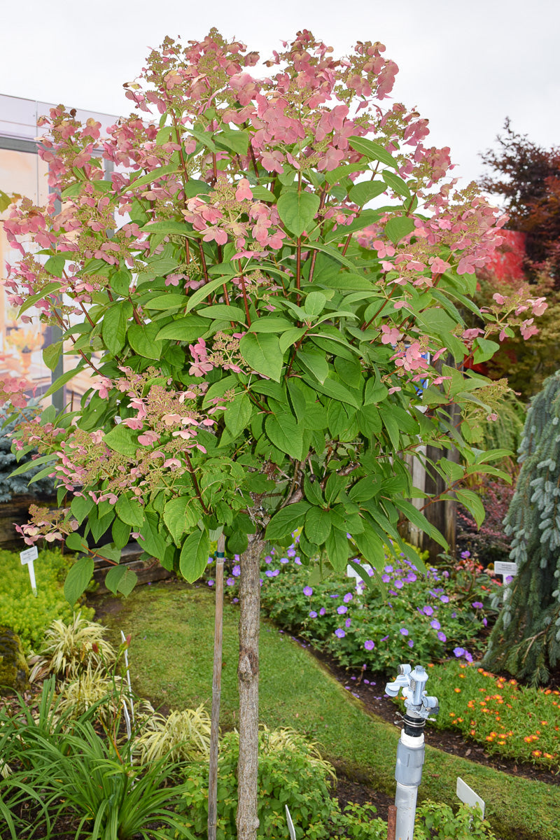 Hydrangea, Quickfire 10G Deco Pot Tree Form – Chalet