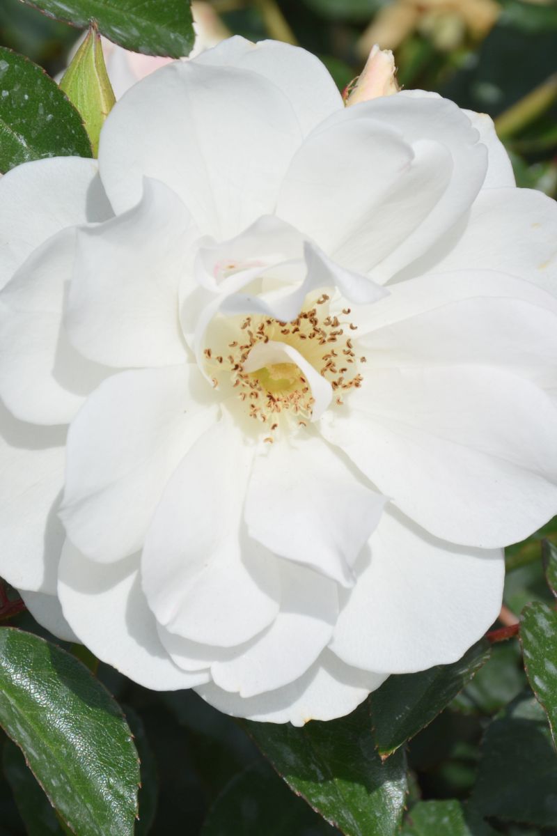 Rose, Climbing Iceberg – Chalet