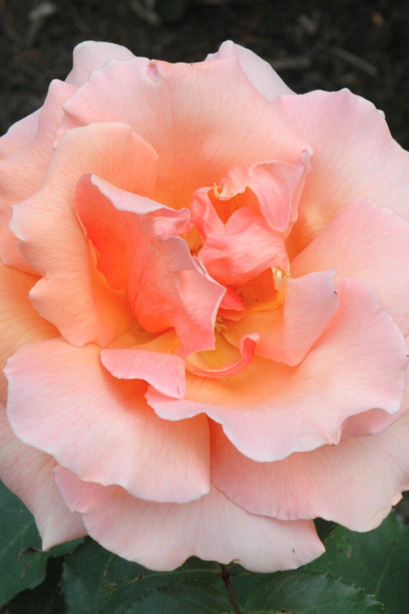 Rose, Just Joey – Chalet