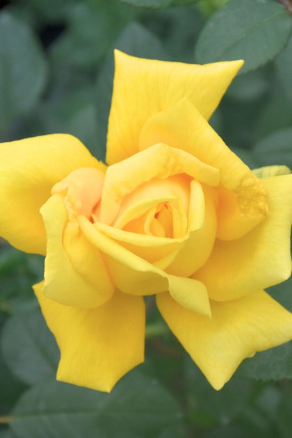 Rose, Radiant Perfume – Chalet