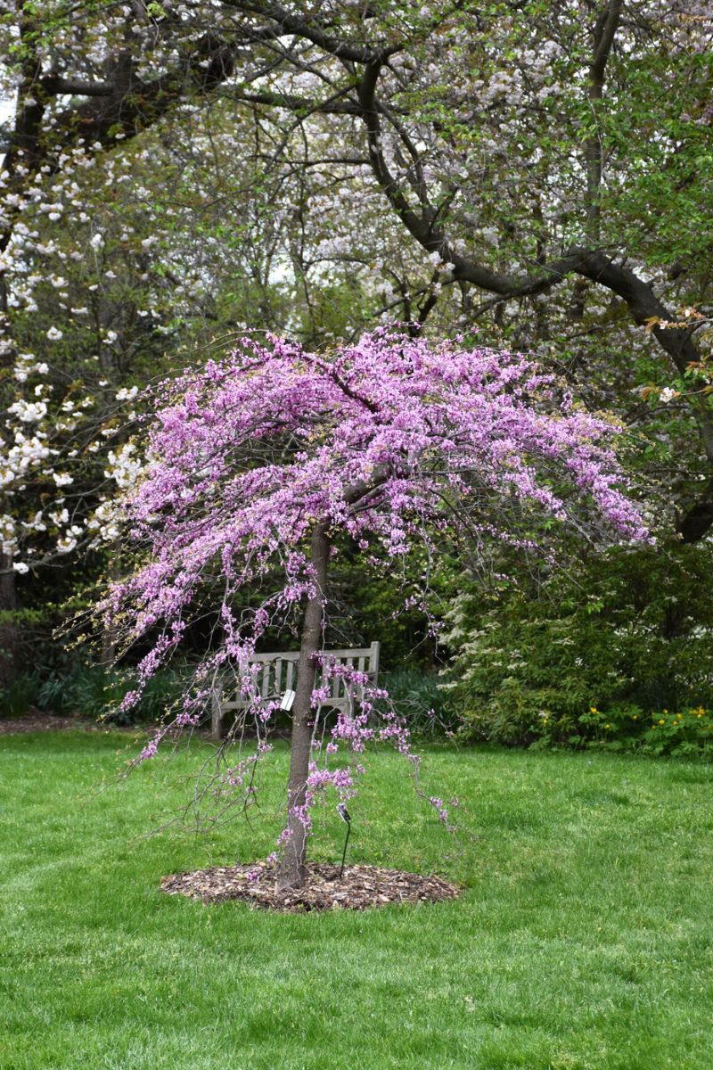Redbud, Cascading Hearts – Chalet