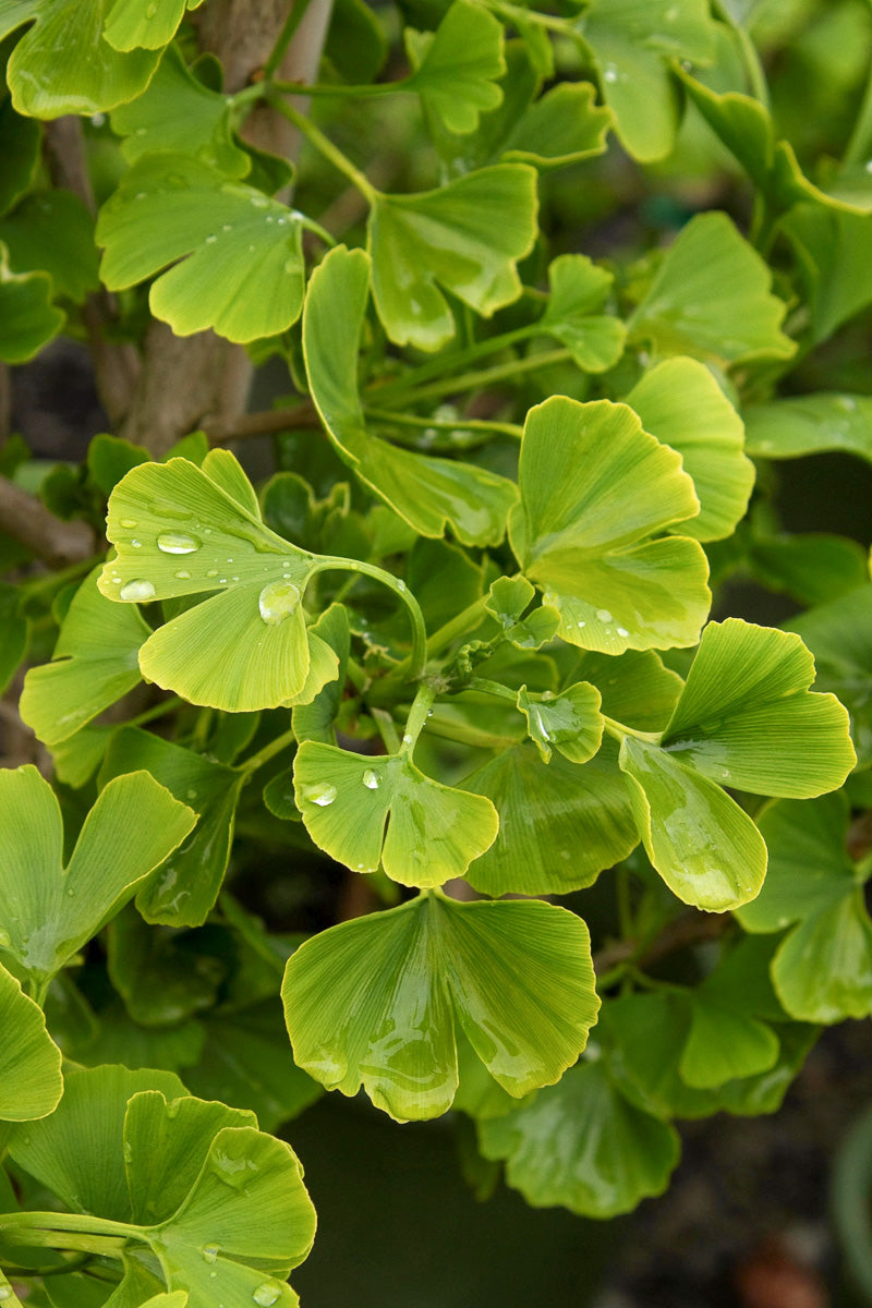 Ginkgo, Jade Butterflies – Chalet