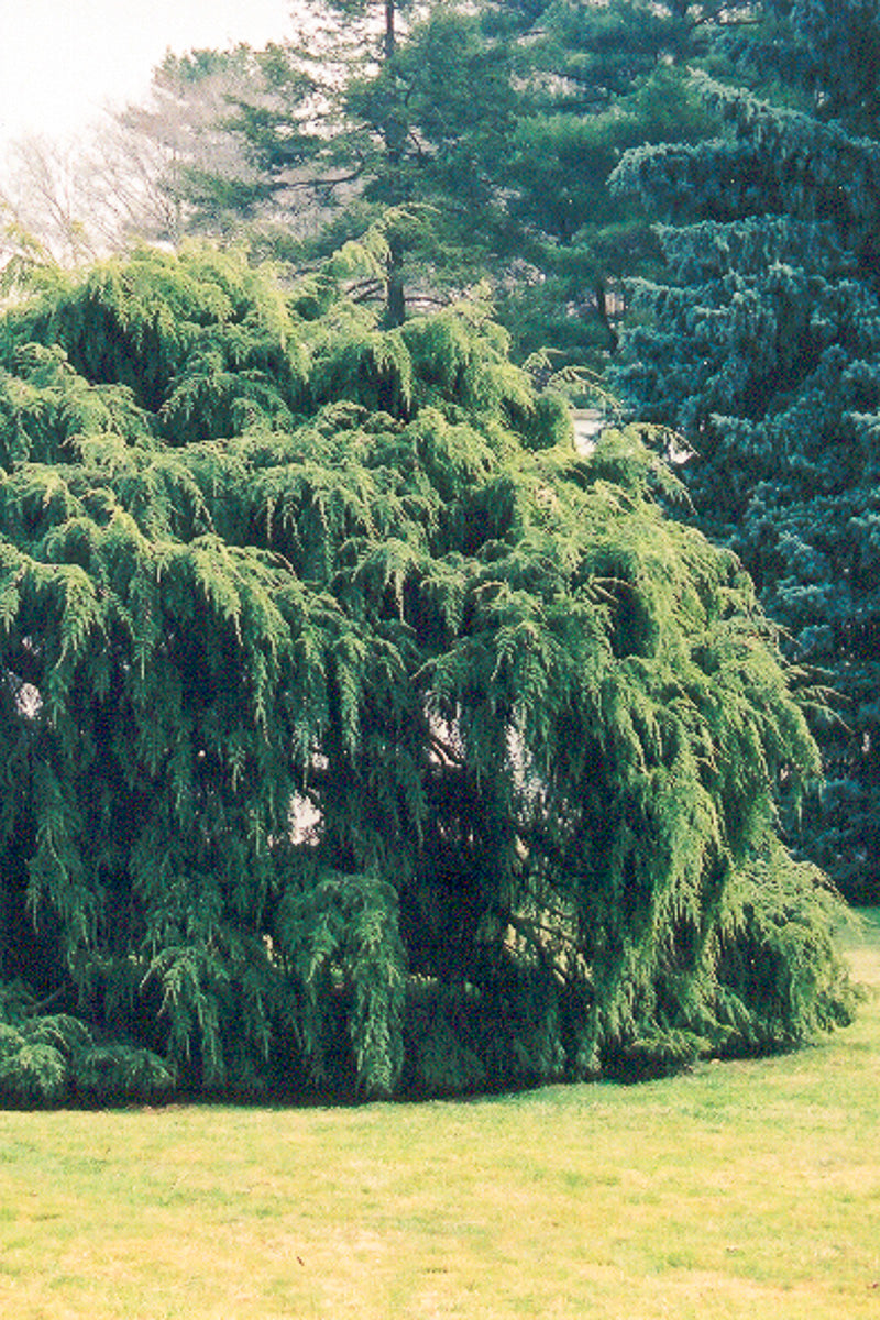 Hemlock, Weeping – Chalet