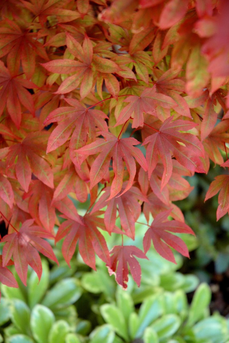 Maple, Japanese Adrian's Compact – Chalet