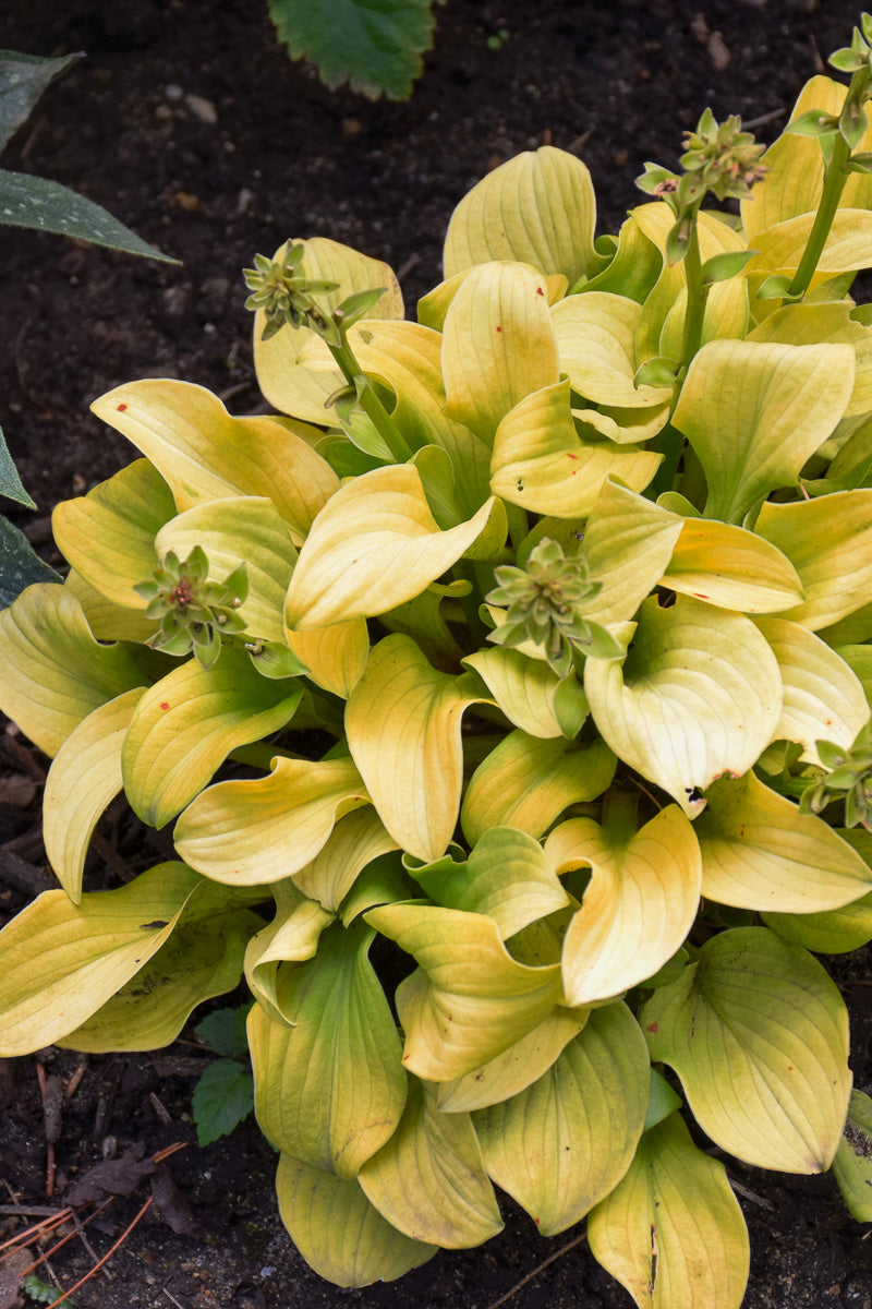 Hosta, Sun Mouse – Chalet