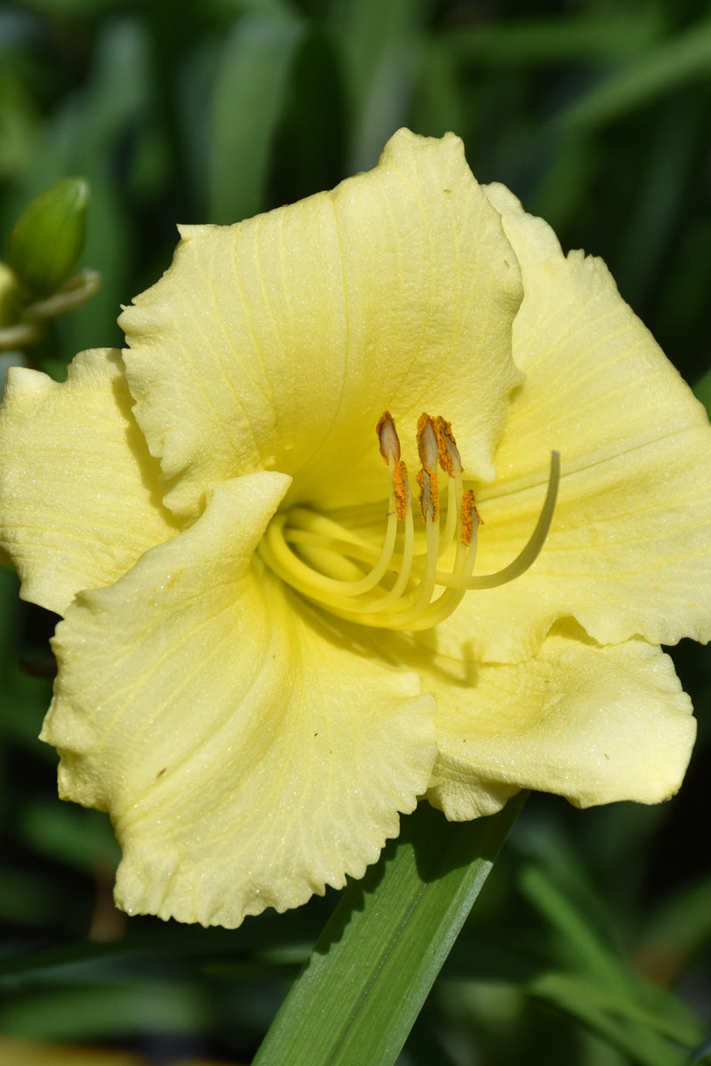 Daylily, Fragrant Returns – Chalet