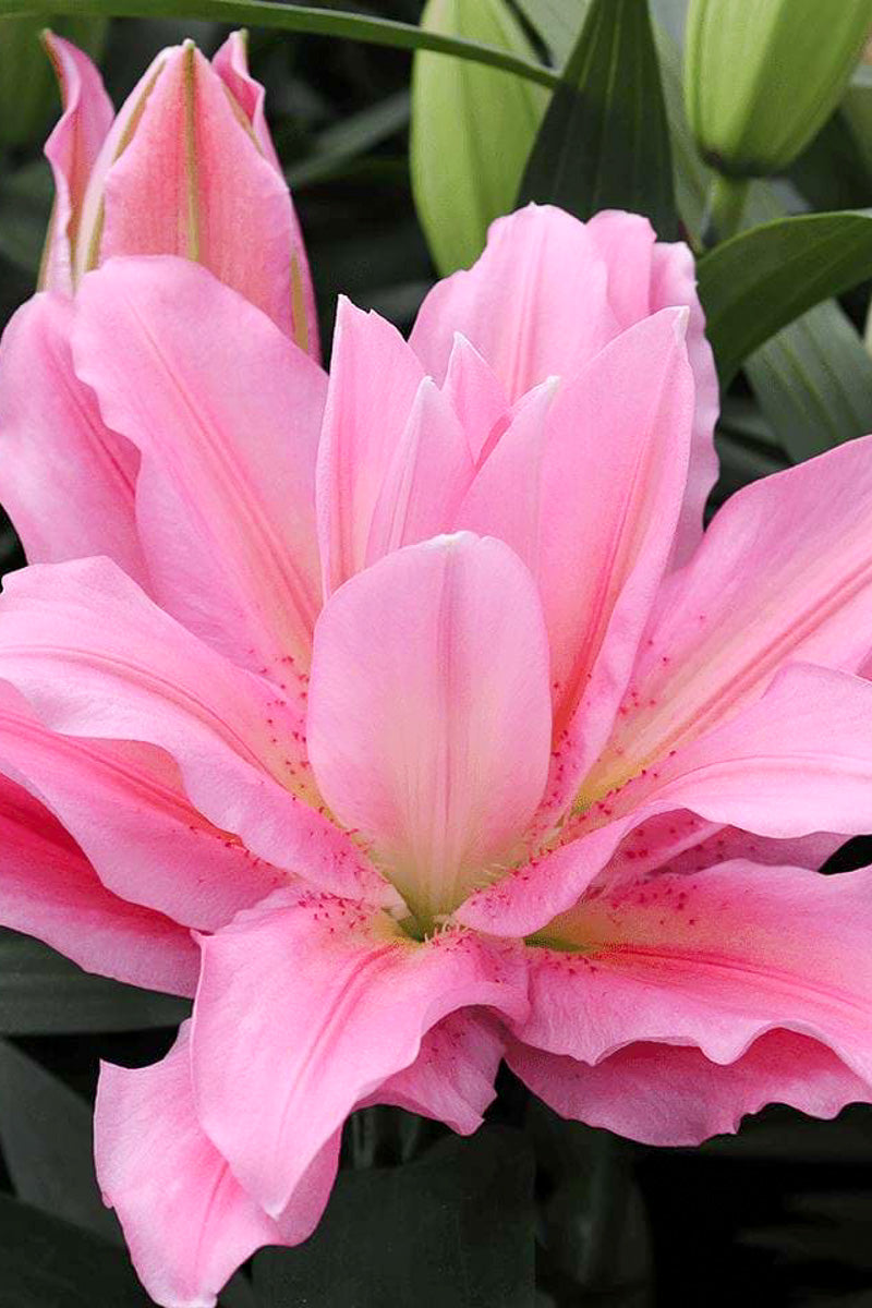 Lily, Oriental Sara – Chalet