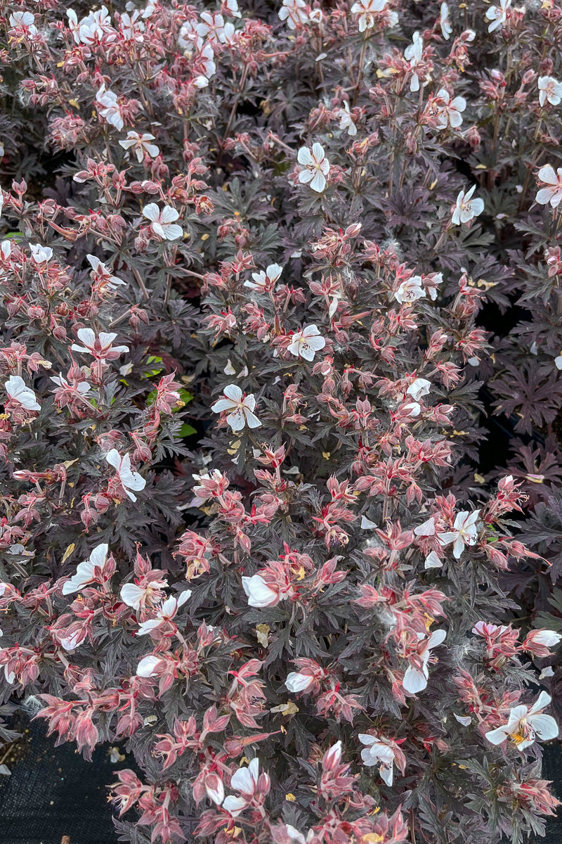 Geranium, Midnight Ghost – Chalet