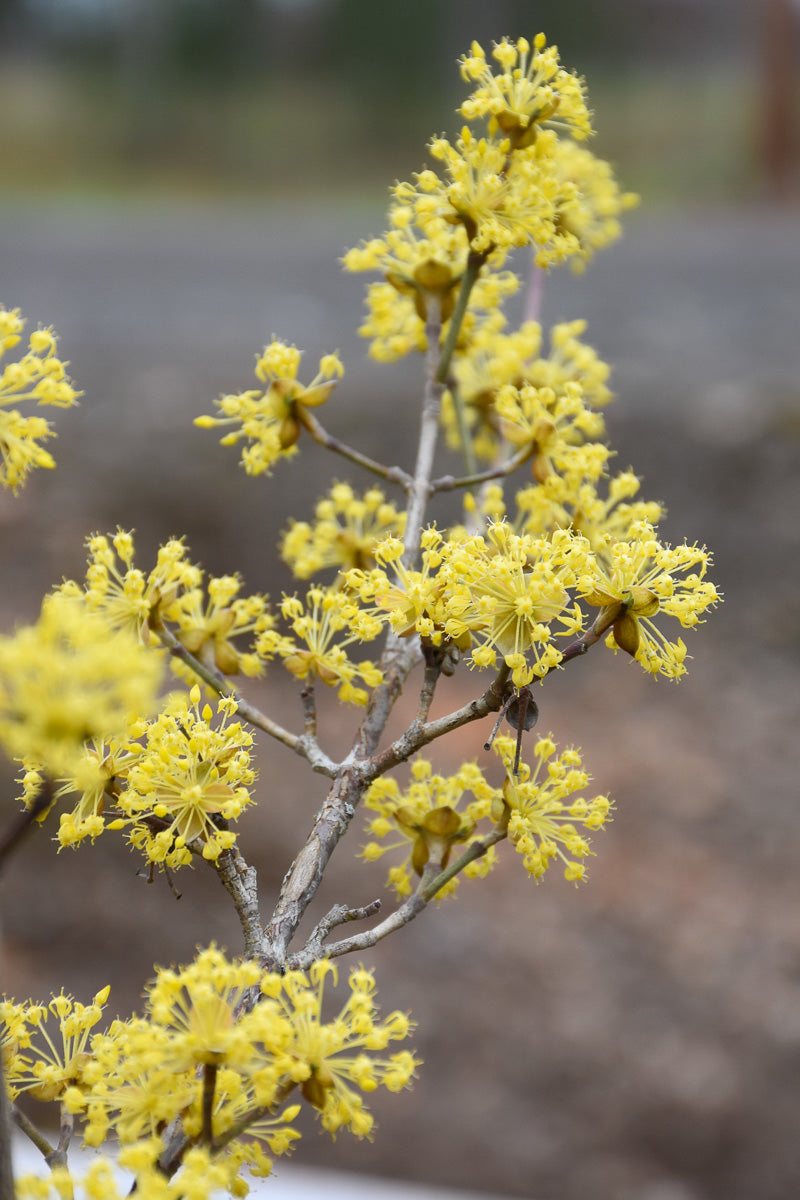 Dogwood, Saffron Sentinel – Chalet
