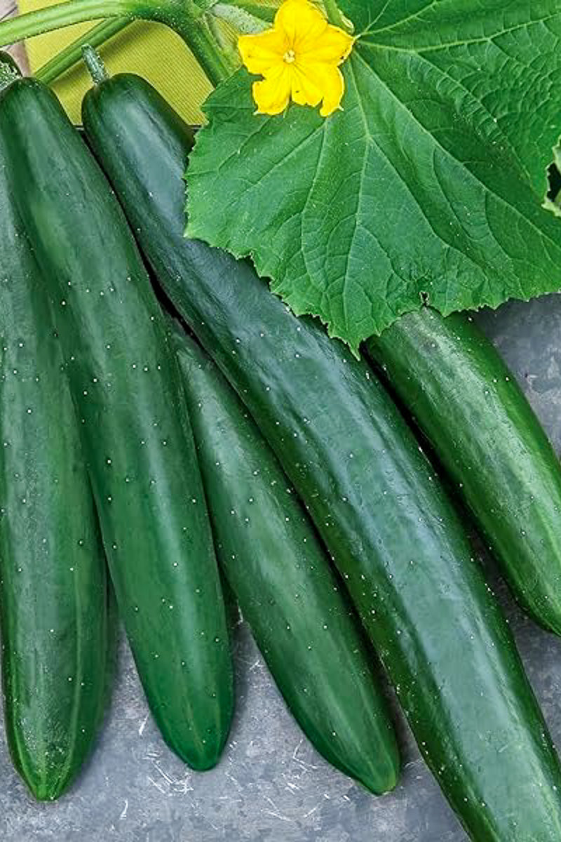 Vegetable, Cucumb Summer Top – Chalet