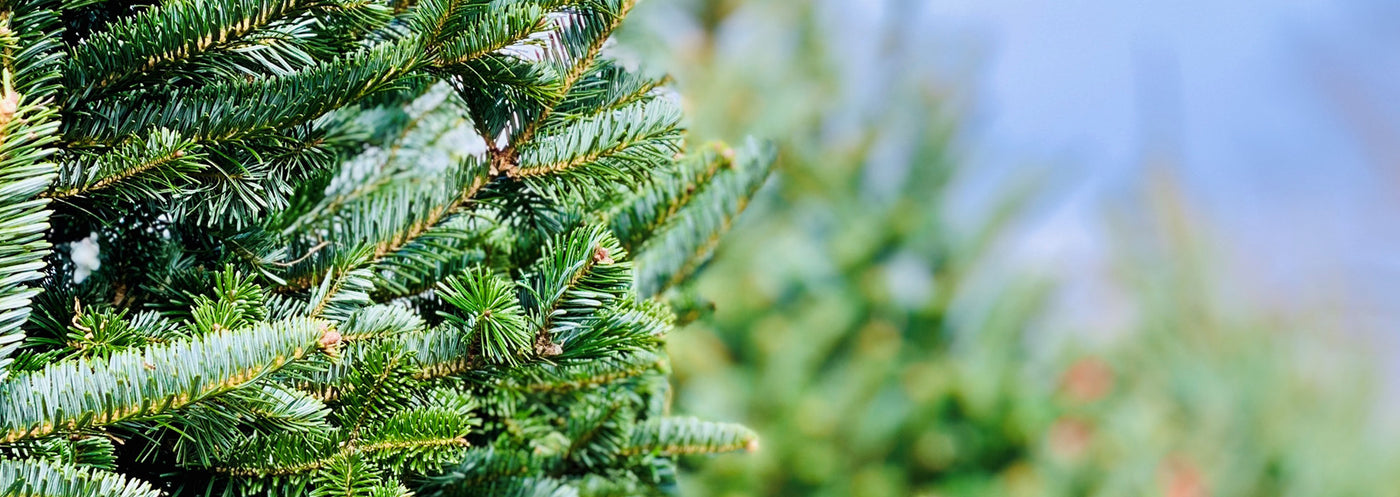 Chalet Home + Garden