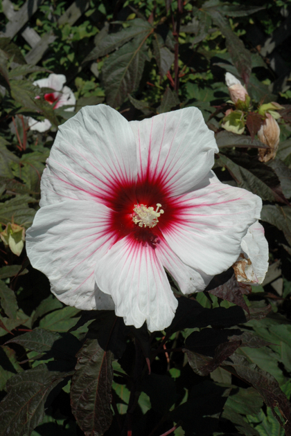 Hibiscus, Kopper King – Chalet