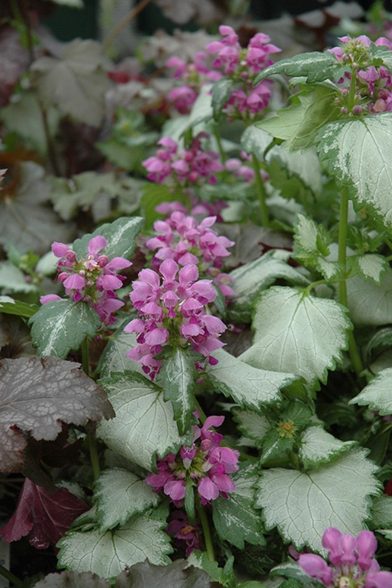 Lamium, Ghost – Chalet